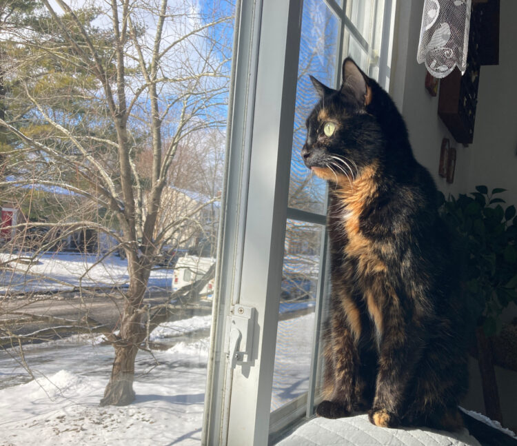 Allegra's World: A Cold and Snowy Week - Purrs of Wisdom with Ingrid King